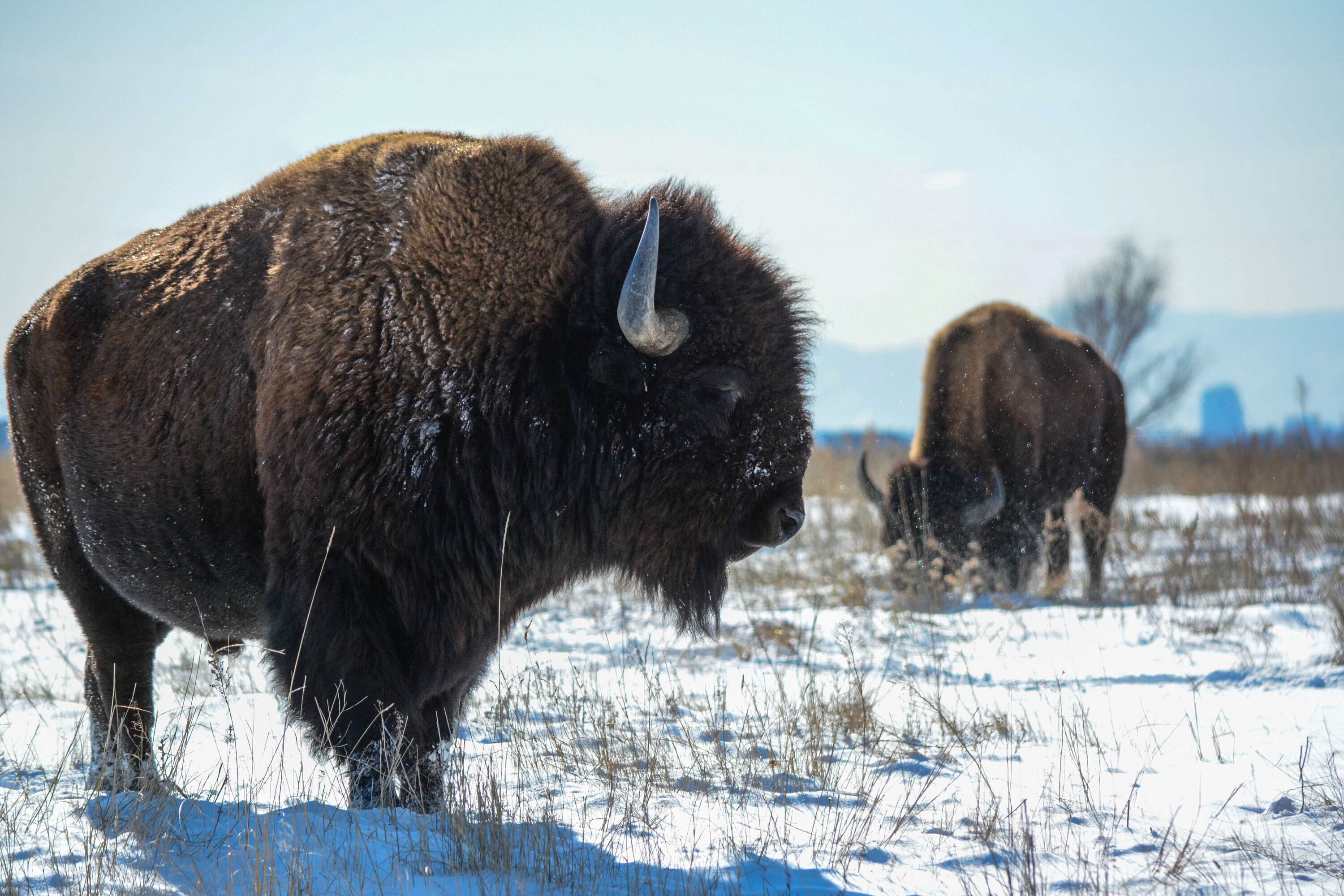 Bison in the Snow -- American Bison in Colorado, Wildlife Print, Nature ...
