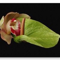 Vonflora Eroflower Anthurium Print Anthurium Heart Flower Print ...