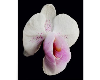 Vonflora Eroflowers Oncidium Orchid Print Suggestive Flower - Etsy