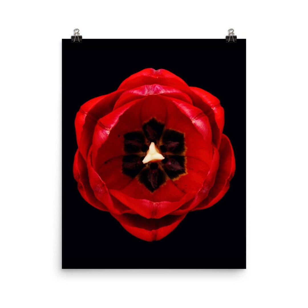 Print Of: Vonflora Red Tulip Print Tulips Flower Poster Wall Art - Etsy