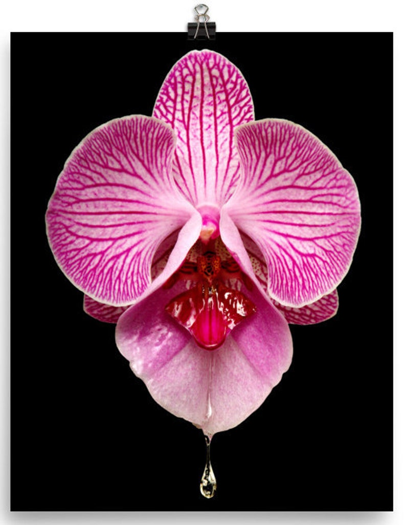 Vonflora Eroflower Striped Pink Moth Orchid Print Suggestive Flower - Etsy