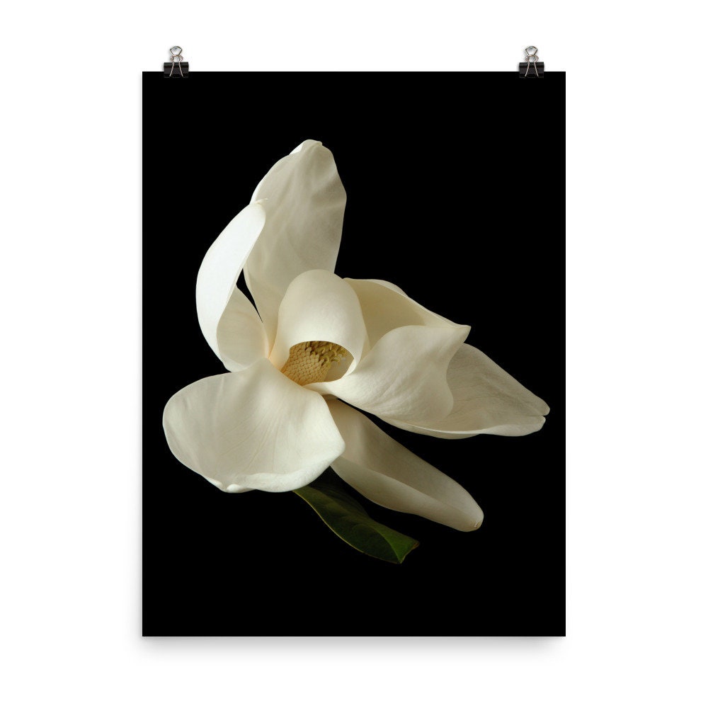Print Of: Magnolia Print Magnolia Photo Poster Wall Art 3 - Etsy