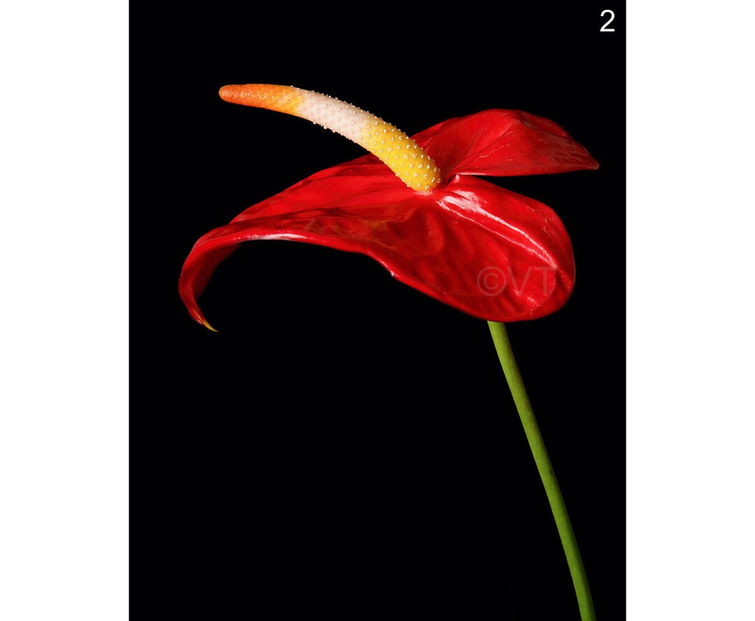 Instant Download Printable Close-up Red Anthurium Print Anthurium Photo ...