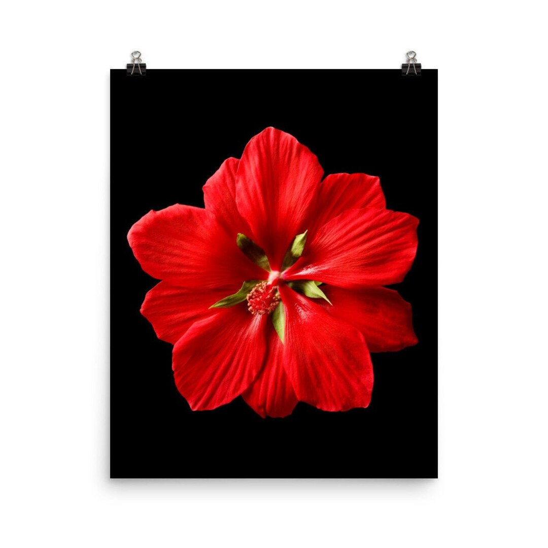 Print Of: Vonflora Red Hibiscus Print Large Hibiscus Poster Hibiscus ...