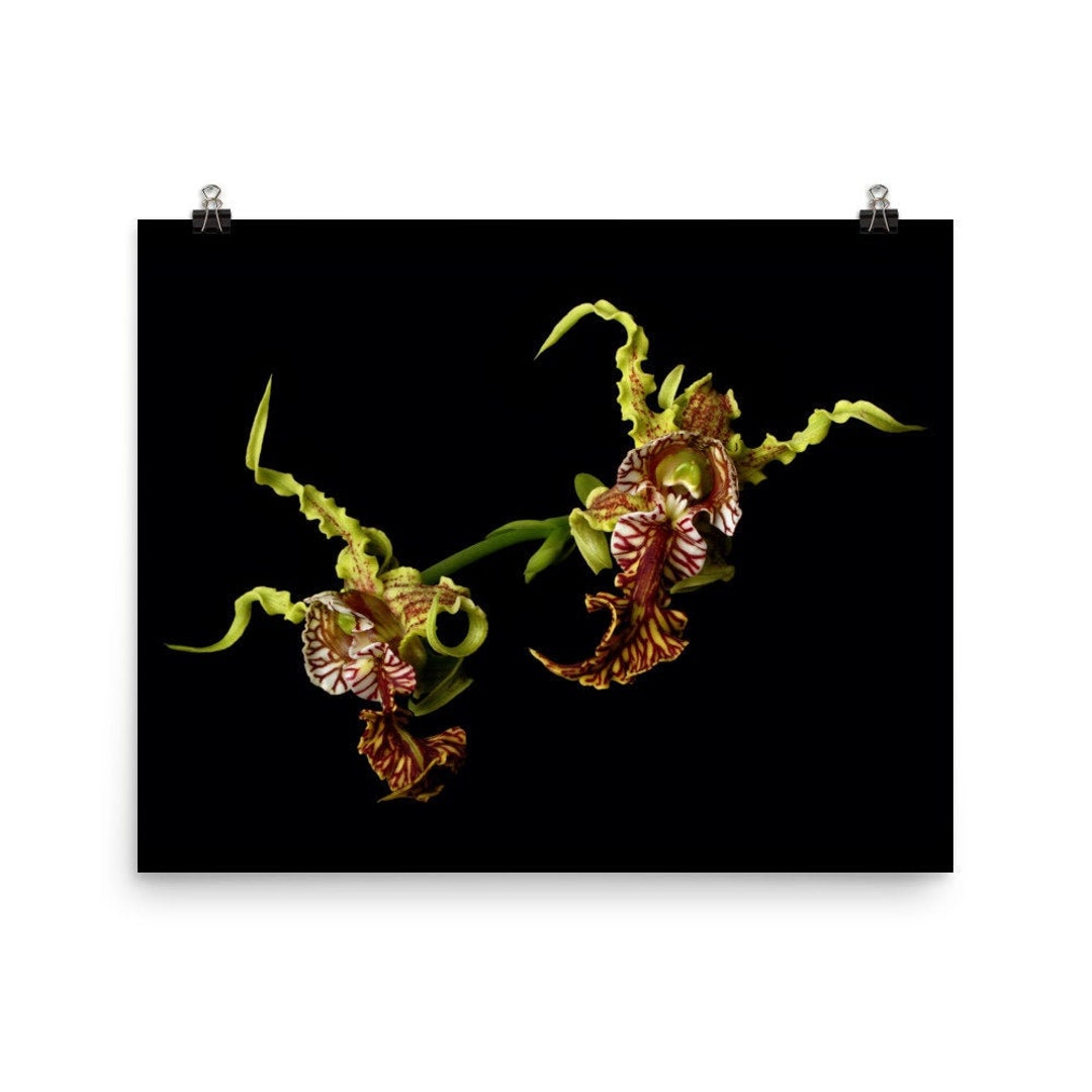 Print Of: Alien Orchid Print Dendrobium Spectabile Orchid Poster Wall ...
