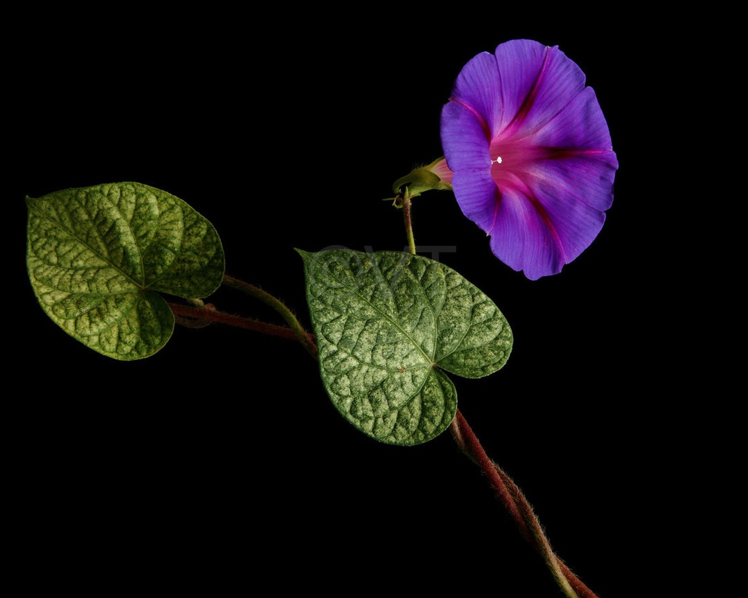 Instant Download Printable - Violet Purple Morning Glory Flower Print ...
