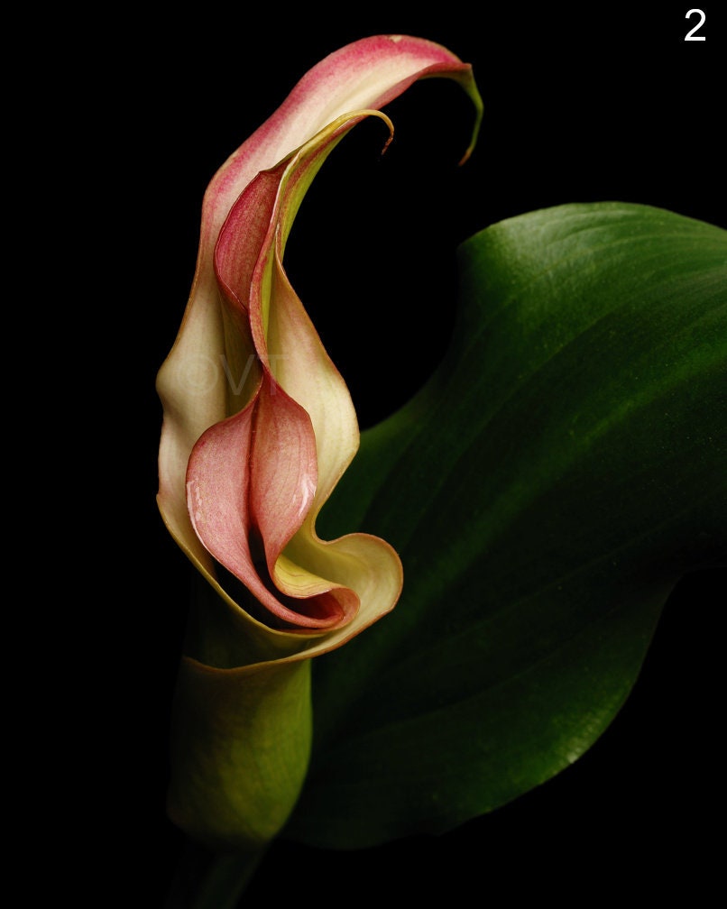 Vonflora Eroflower Calla Lily Flower Print Suggestive Flower - Etsy