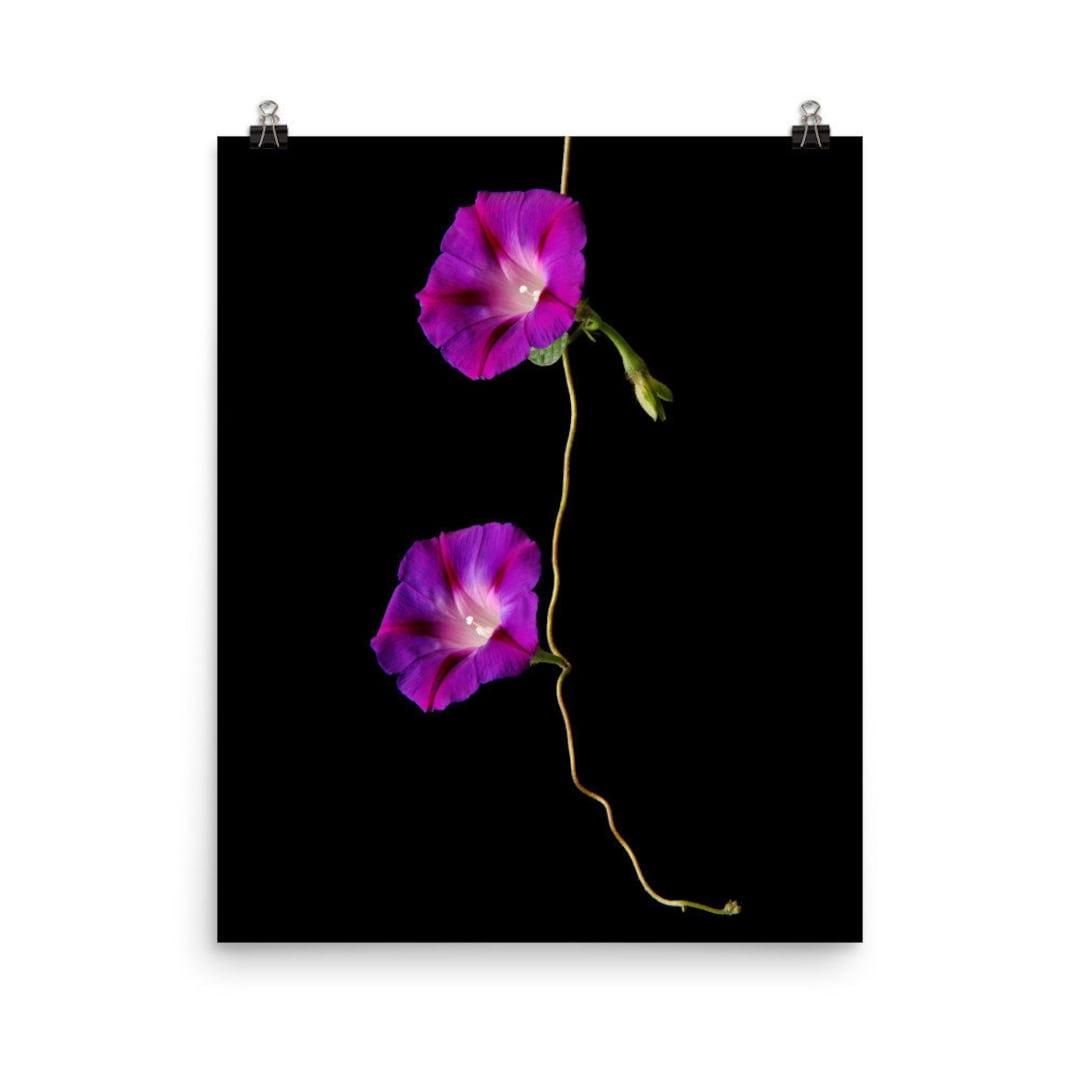 Print Of: Morning Glory Flower Print Poster Wall Art Photo 2 - Etsy