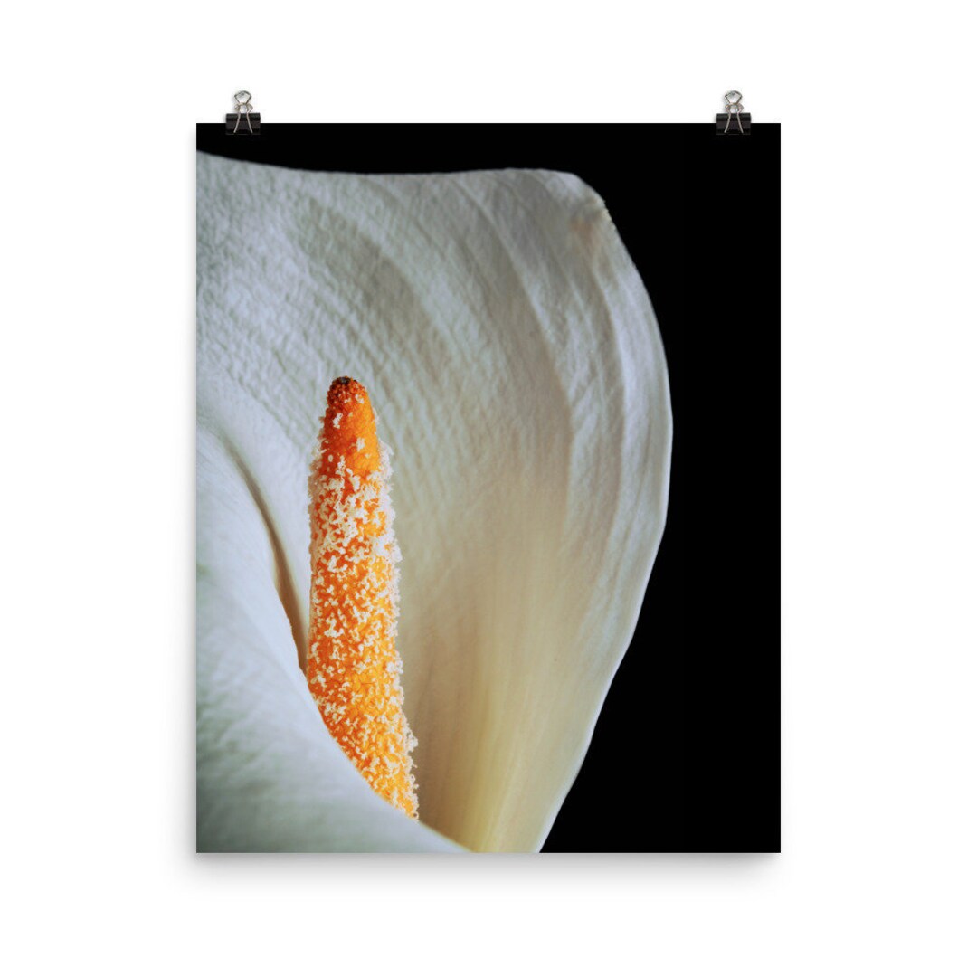 Print Of: Calla Lily Print White Calla Lily Flower Poster Wall Art ...