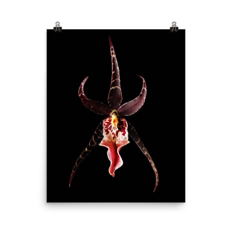 Vonflora Eroflowers Oncidium Orchid Print Suggestive Flower - Etsy