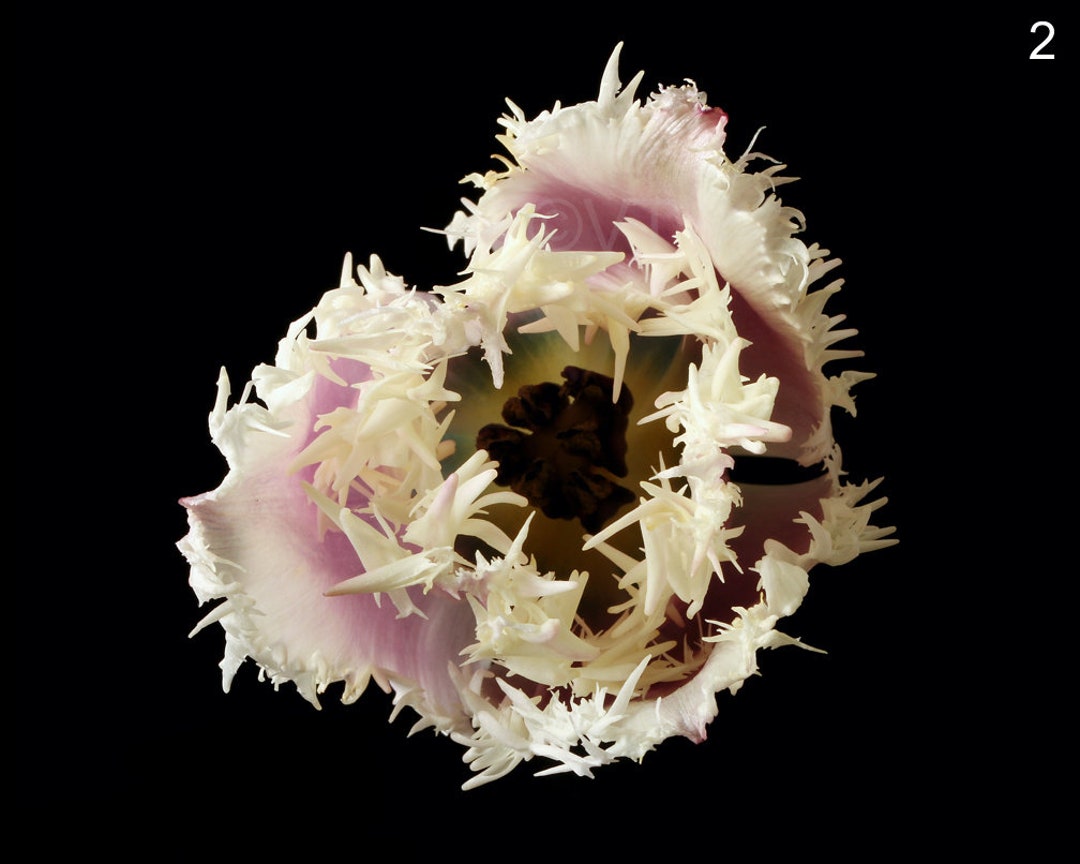 Print Of: Pink Ruffled Fringed Tulip Print Tulip Photo Tulip Picture ...
