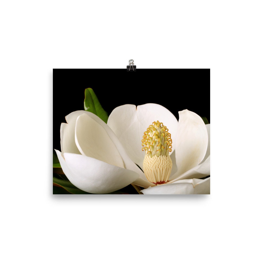 Magnolia Print Close up Magnolia Poster Wall Art - Etsy