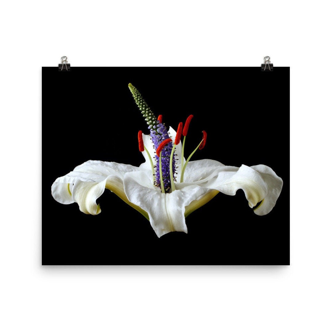 Print Of: Vonflora White Lily Print White Stargazer Flower Poster Wall ...