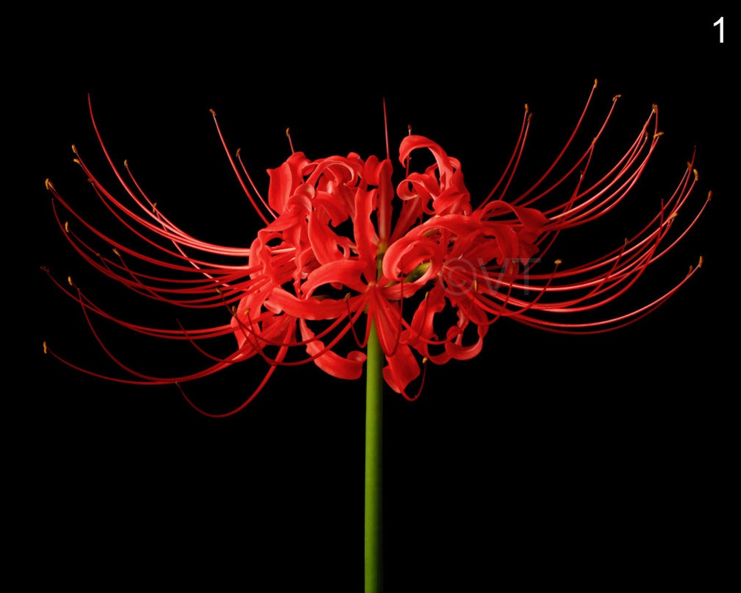 Print Of: Spider Lily Print Lycoris Radiata Flower Poster Wall Art - Etsy