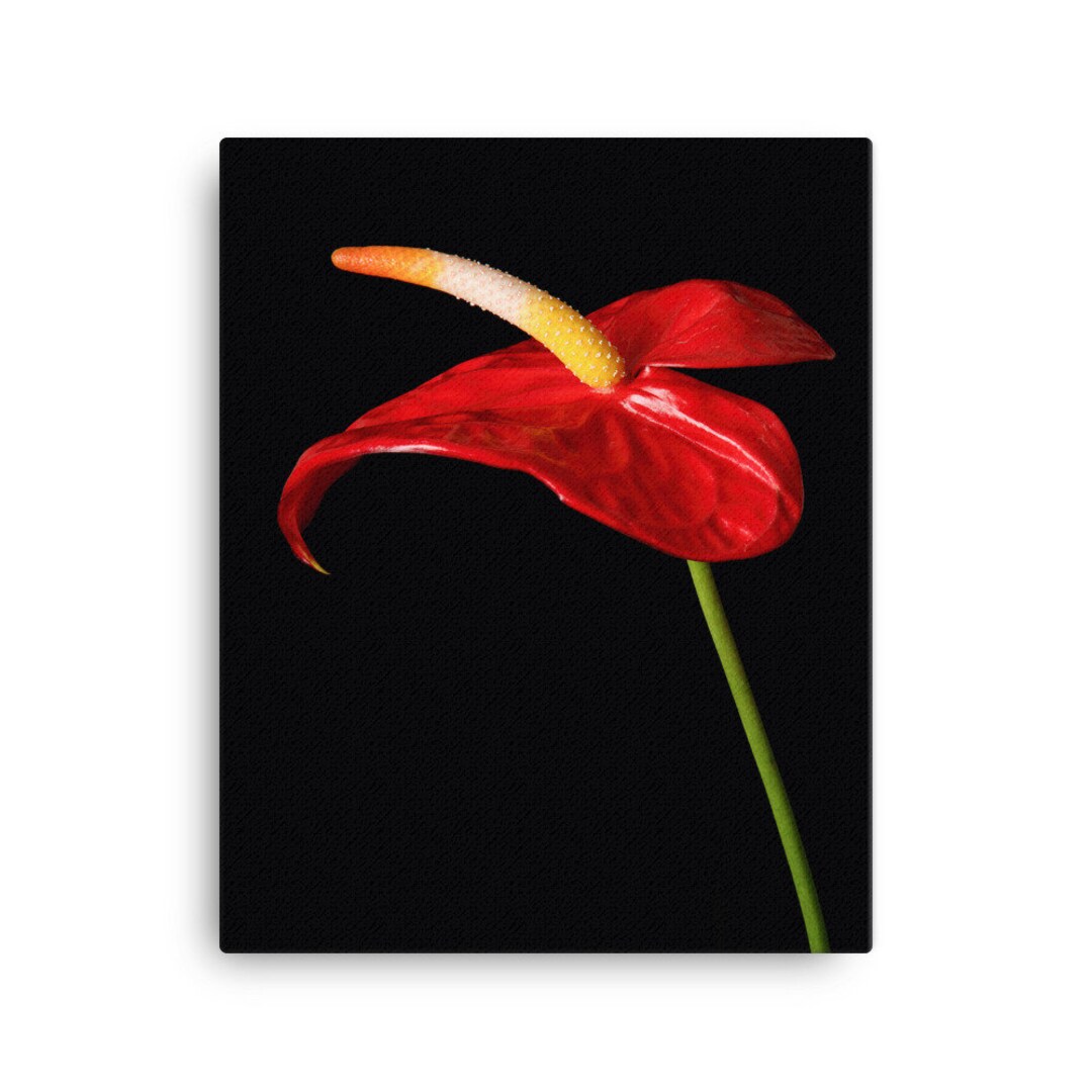 Print Of: Red Anthurium Canvas Print Anthurium Wall Art - Etsy