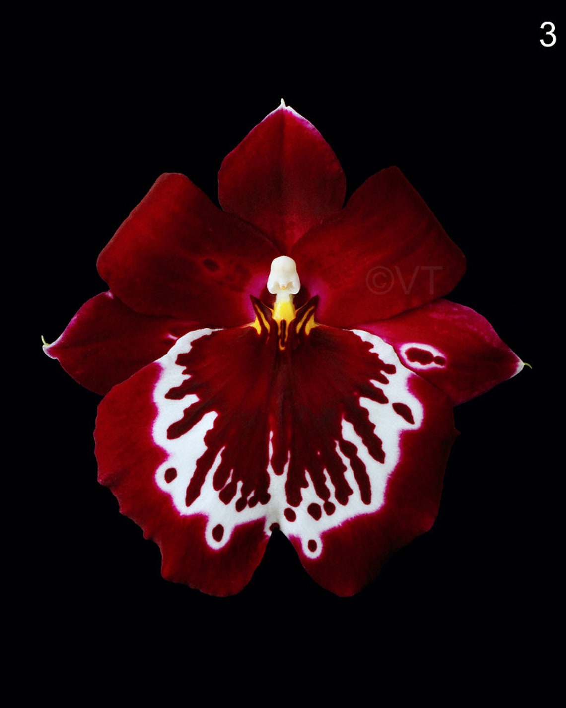 Instant Download Printable Red Miltonia Miltoniopsis Pansy Orchid Print ...