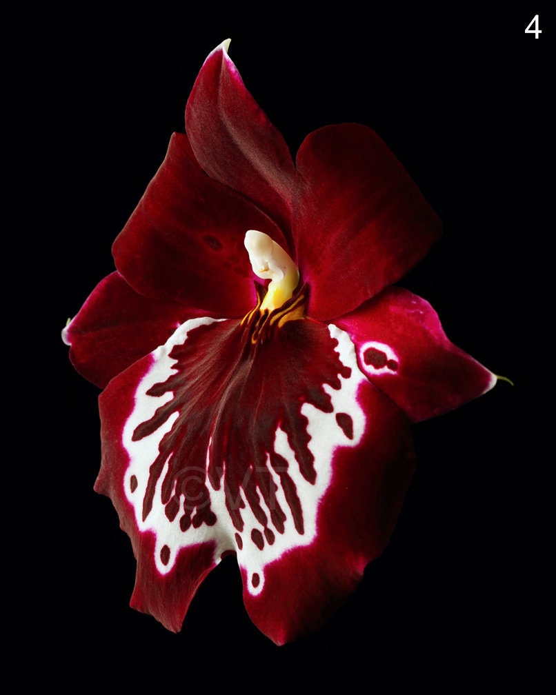 Instant Download Printable Red Miltonia Miltoniopsis Pansy Orchid Print ...