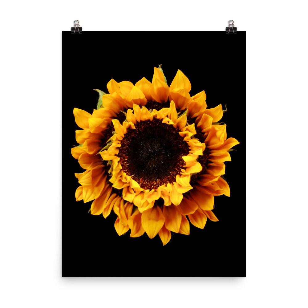 Art & Collectibles Vonflora Sunflowers Print Sunflower Wall Art Poster ...