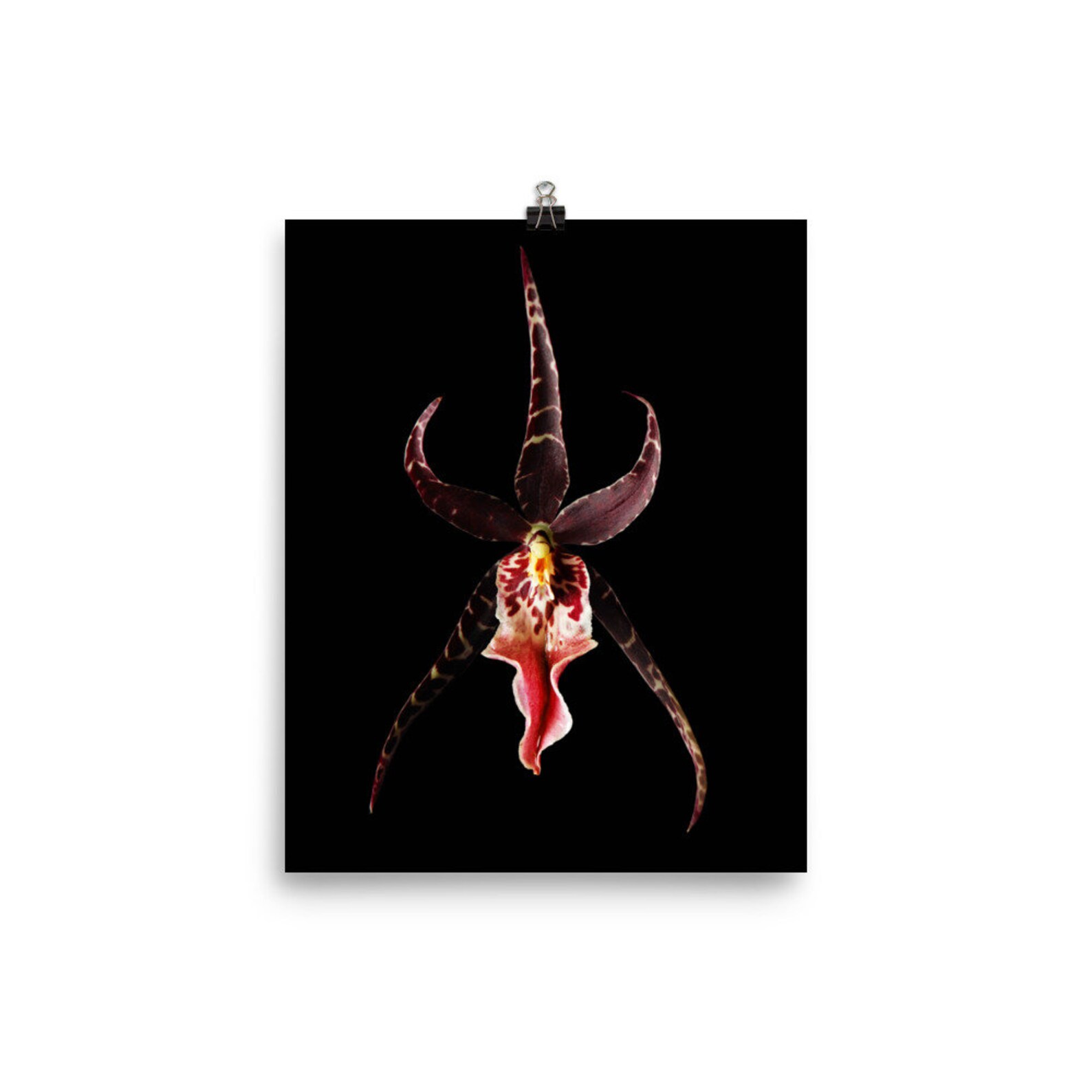 Vonflora Eroflowers Oncidium Orchid Print Suggestive Flower - Etsy