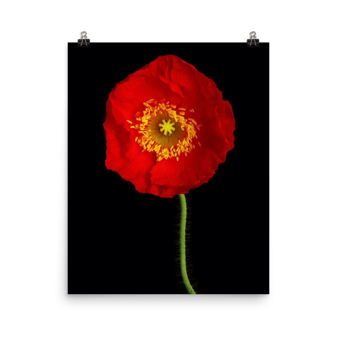 Poppy Print Poppy Wall Art Poppy Flower Poster - Etsy
