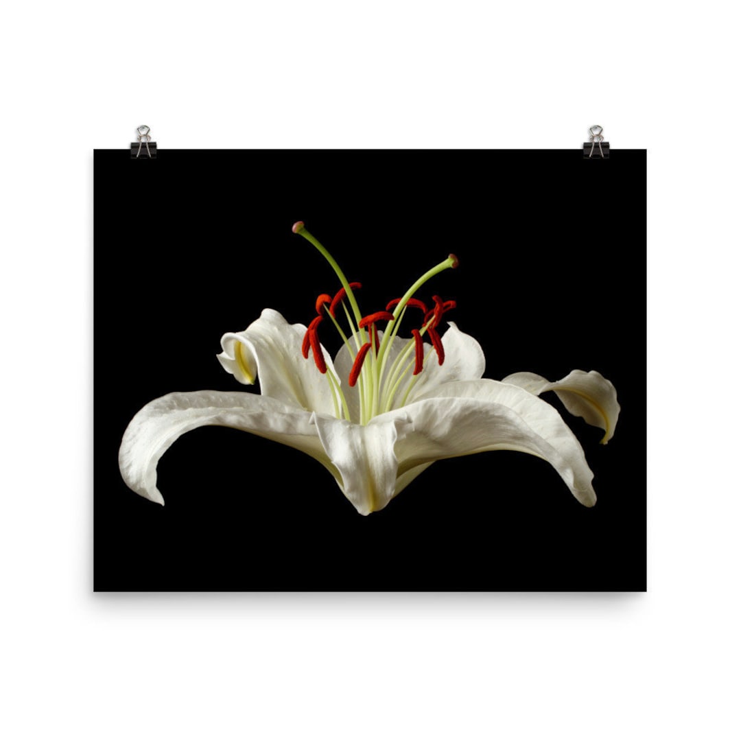 Print Of: Vonflora White Lily Print Lily Flower Wall Art Poster Decor ...
