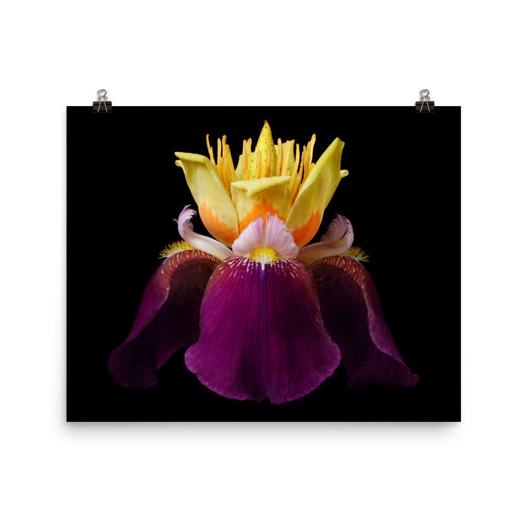 Vonflora Iris Tulip Poplar Superflower Art Print - Etsy