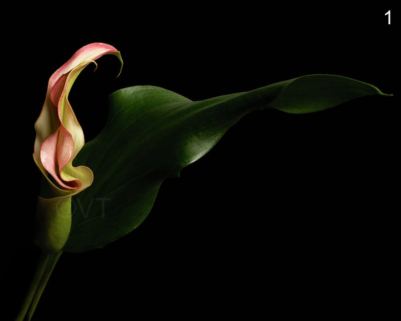 Vonflora Eroflower Calla Lily Flower Print Suggestive Flower - Etsy