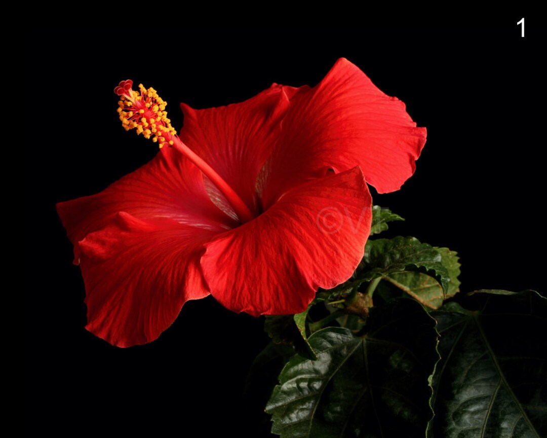 Red Hibiscus Flower Print: Botanical Wall Art Poster - Etsy