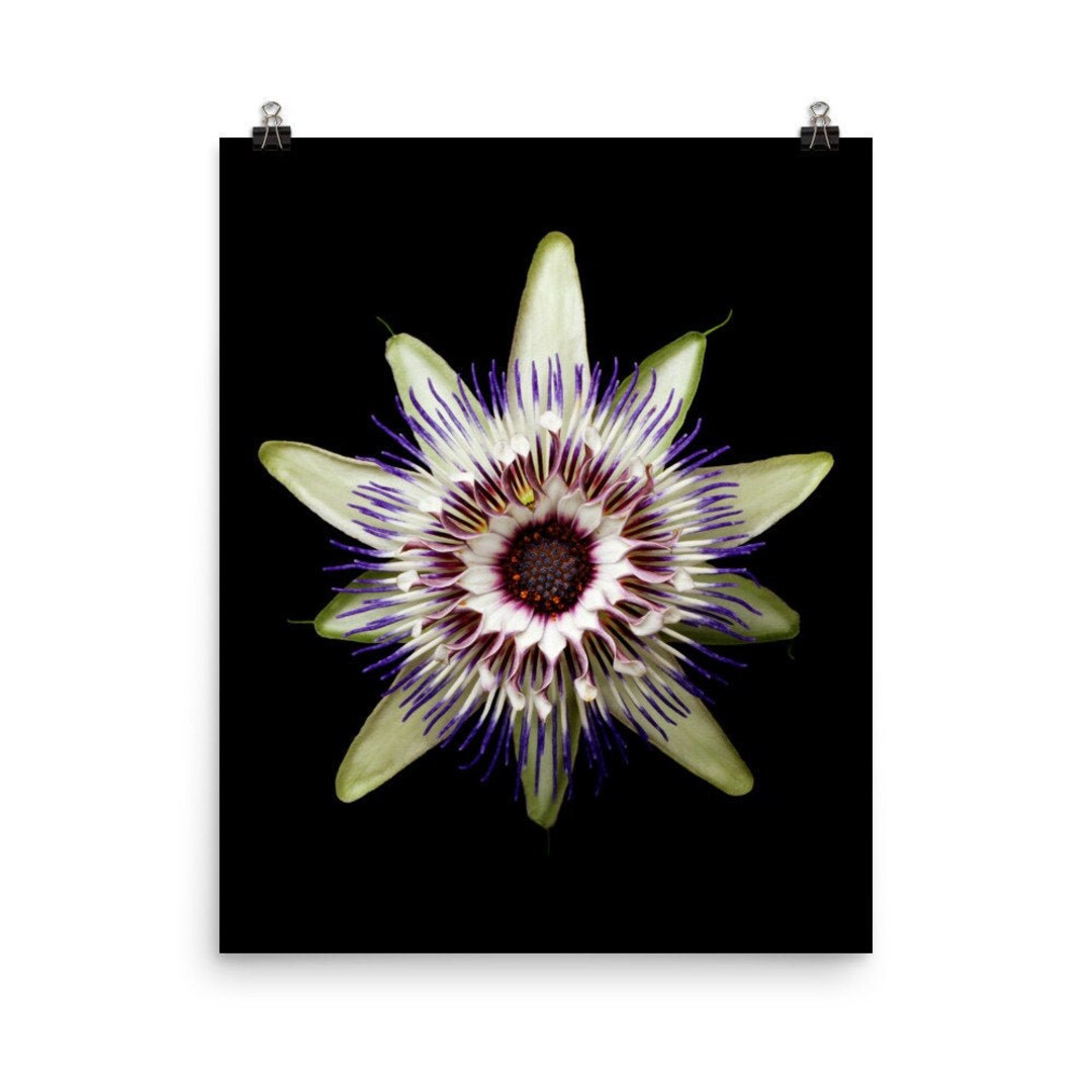 Vonflora Passion Flower Print Passiflora Flower Wall Art - Etsy