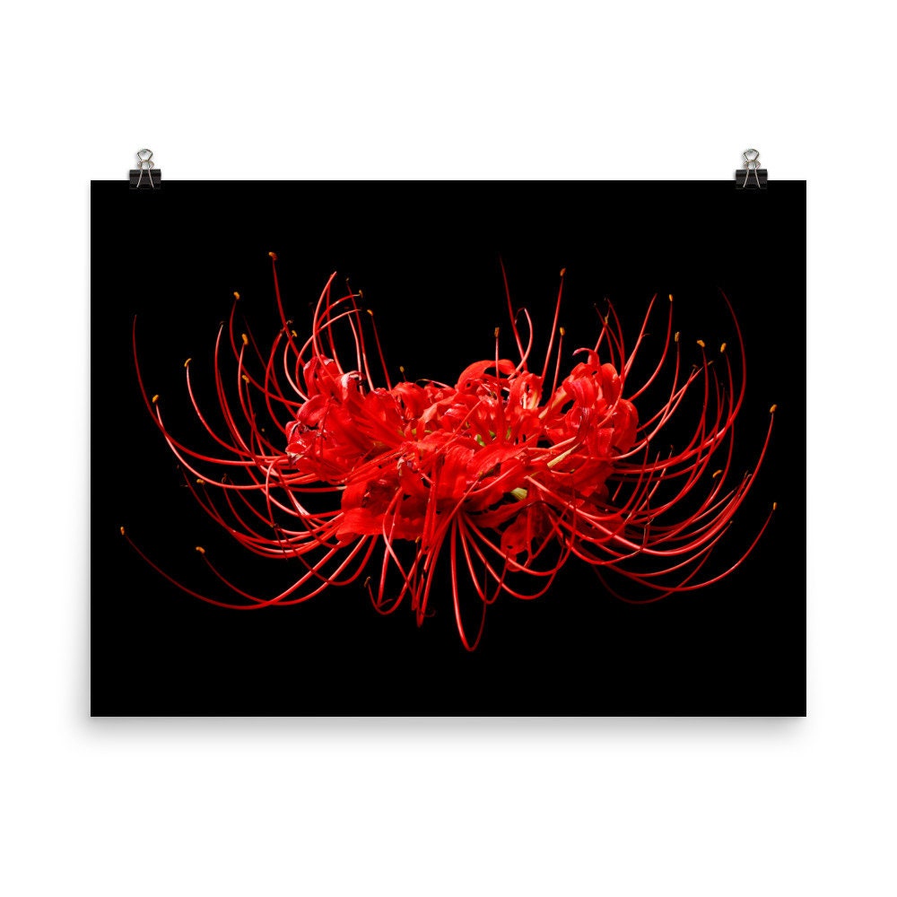 Vonflora Spider Lily Print Spider Lilies Wall Art Poster - Etsy