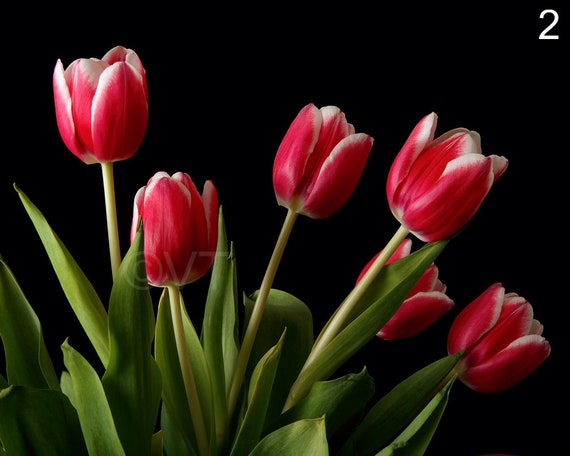 Instant Download Printable Red Tulips Print Tulips Photo | Etsy