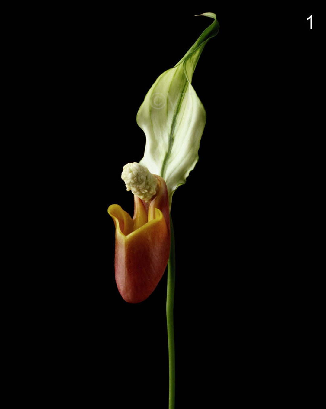 Vonflora Eroflower Phallus Slipper Orchid Suggestive Flower - Etsy