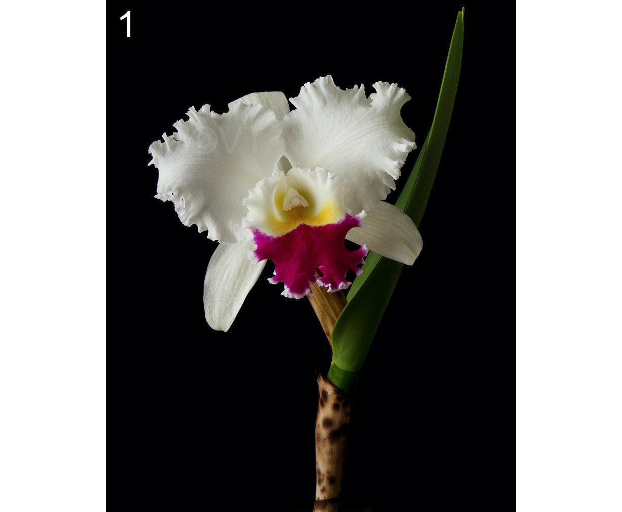 Print Of: White Corsage Cattleya Orchid Print Cattleya Orchid Photo ...