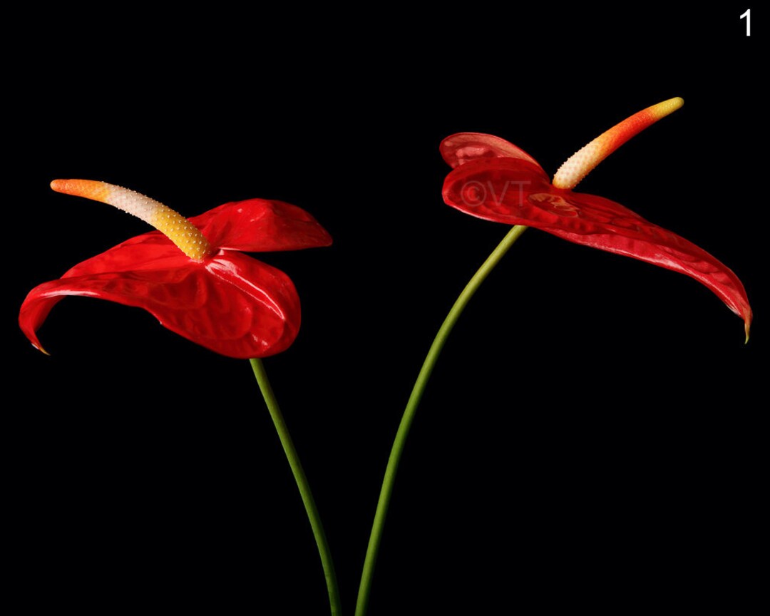 Print Of: Red Anthuriums Flower Print Anthurium Photo Anthurium Picture ...