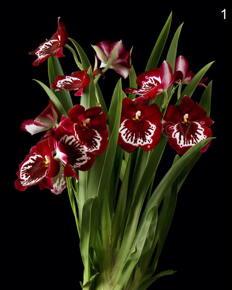 Instant Download Printable Red Miltonia Orchids Print Miltoniopsis ...