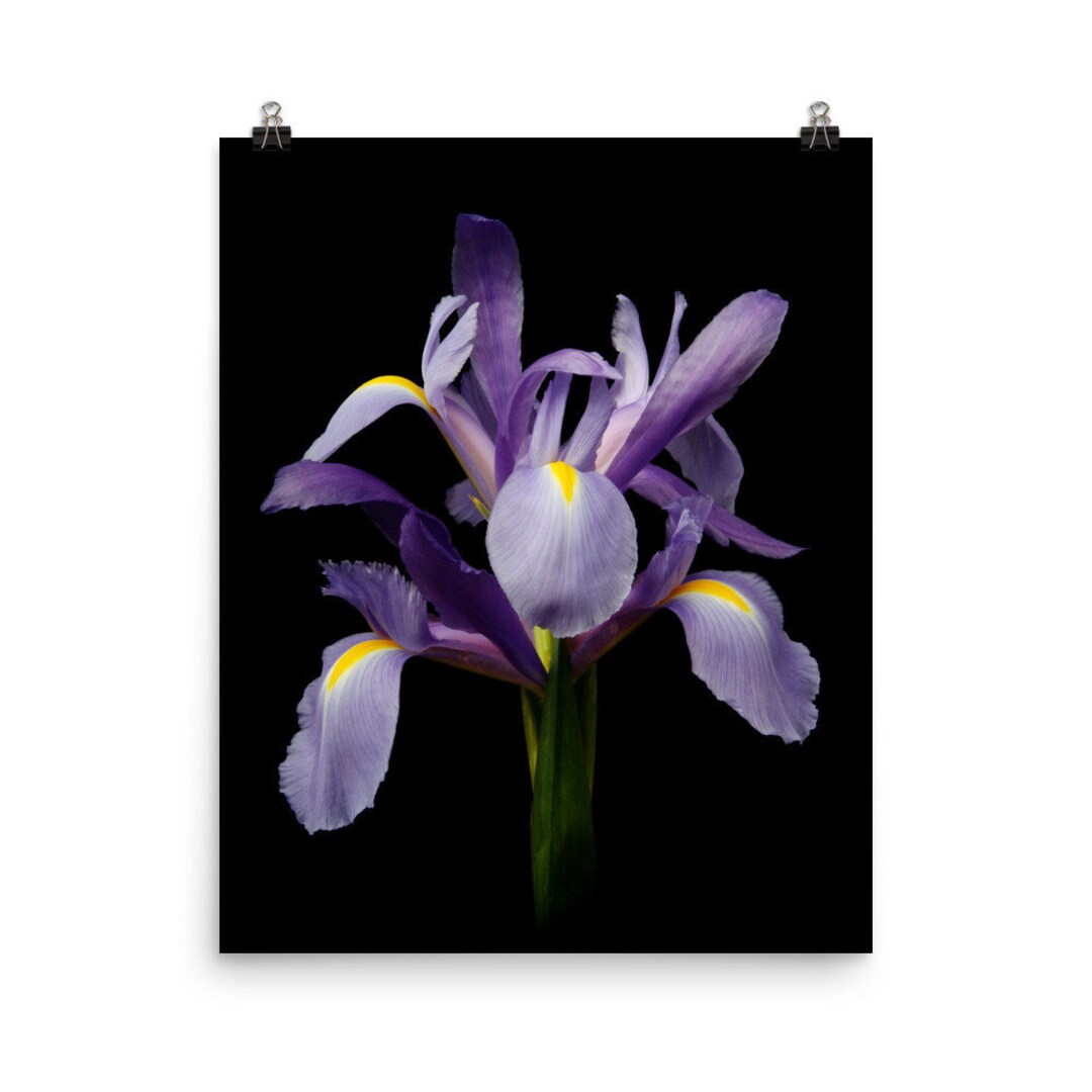 Vonflora Iris Print: Purple Iris Flower Art - Etsy