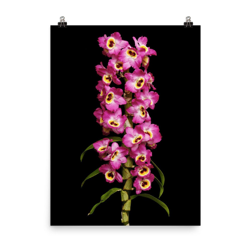 Print Of: Dendrobium Red Emperor Orchid Print Dendrobium Orchids Wall ...