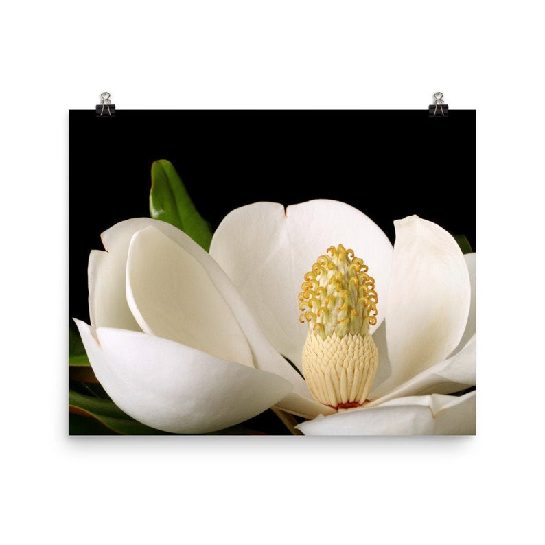 Magnolia Print Close up Magnolia Poster Wall Art - Etsy