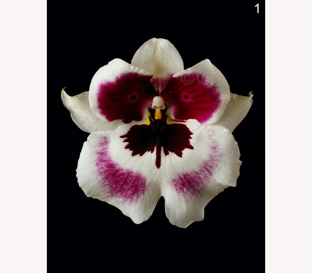 Print Of: Red White Miltonia Pansy Orchid Flower Print Flower Photo ...