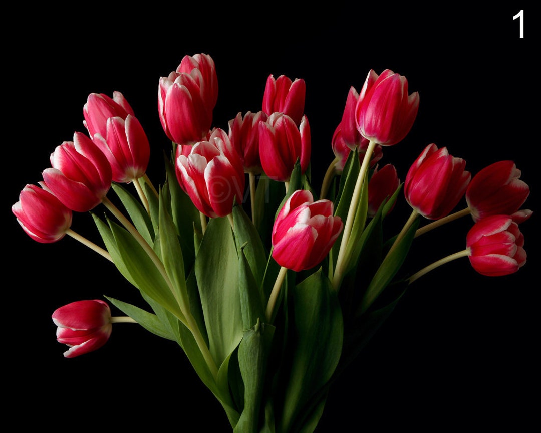 Print Of: Red Tulips Print Tulips Photo Tulips Picture Tulips Poster ...