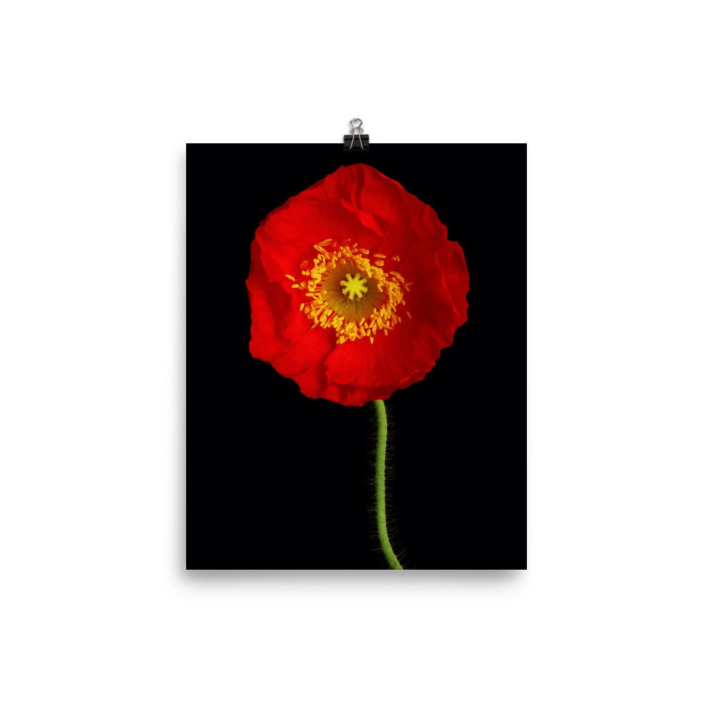 Poppy Print Poppy Wall Art Poppy Flower Poster - Etsy