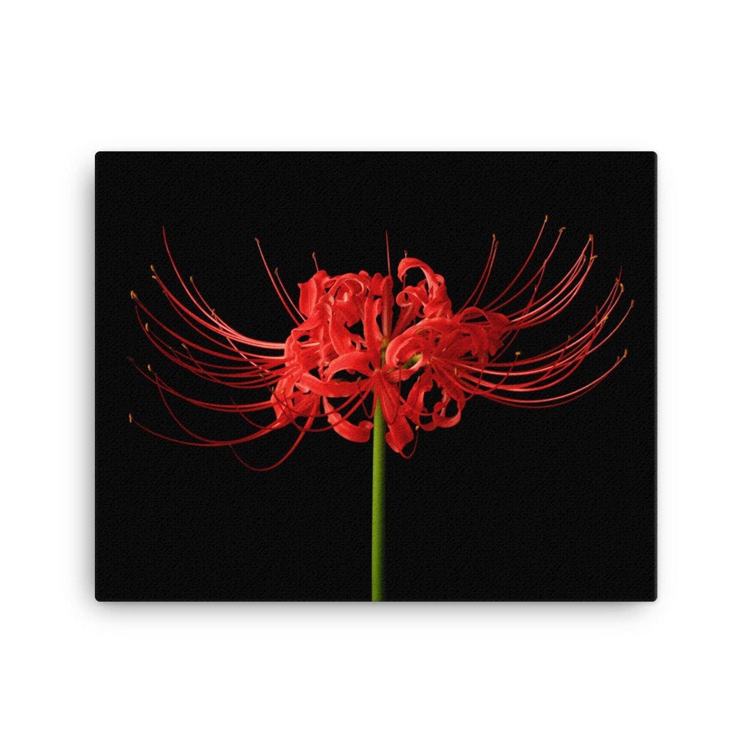 Red Spider Lily Canvas Print: Floral Wall Art by Vonflora - Etsy
