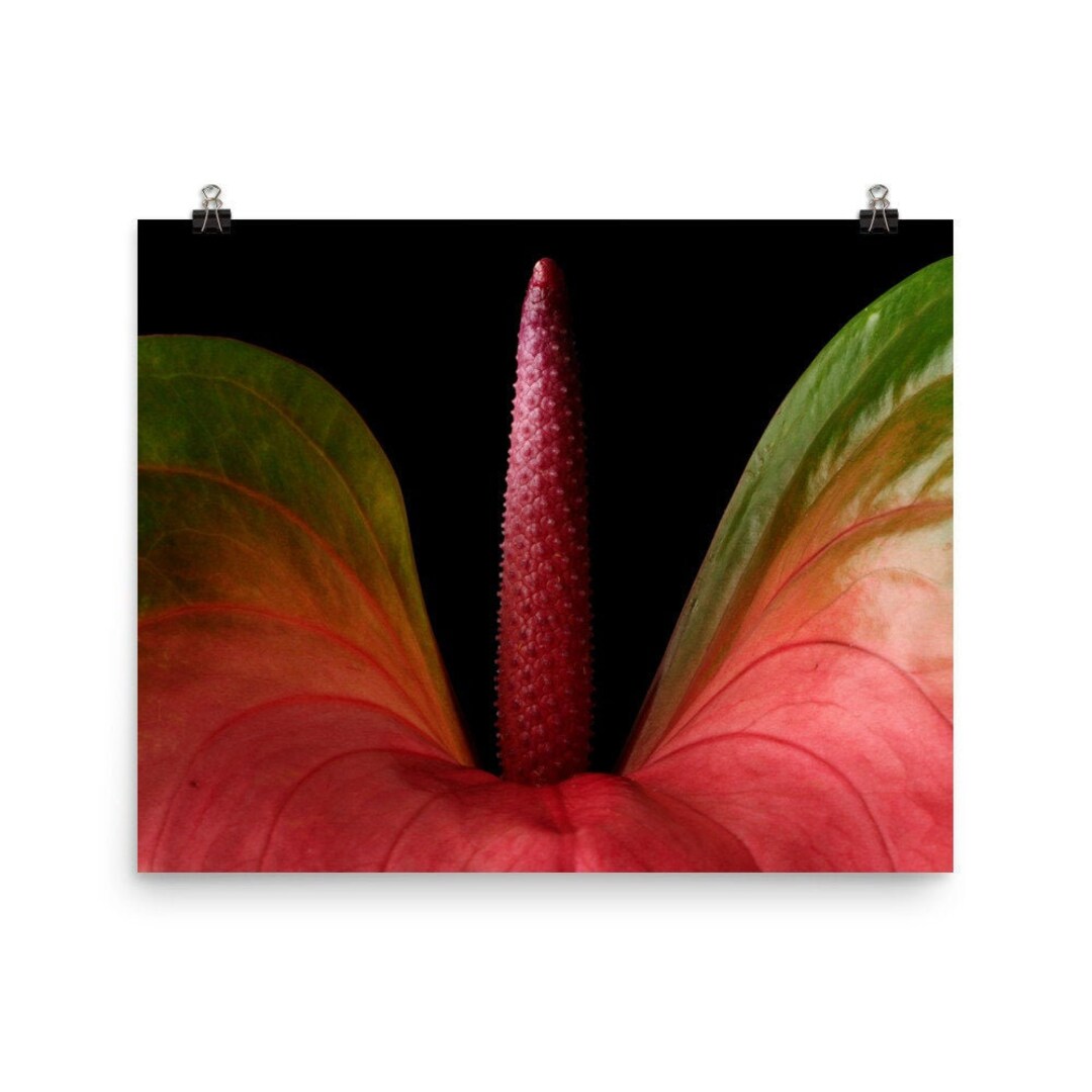 Print Of: Anthurium Print Anthurium Poster Wall Art Close up 3 - Etsy