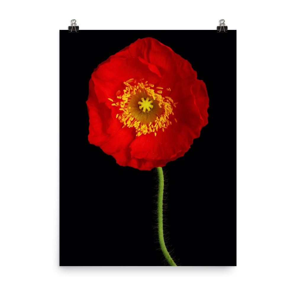 Poppy Print Poppy Wall Art Poppy Flower Poster - Etsy