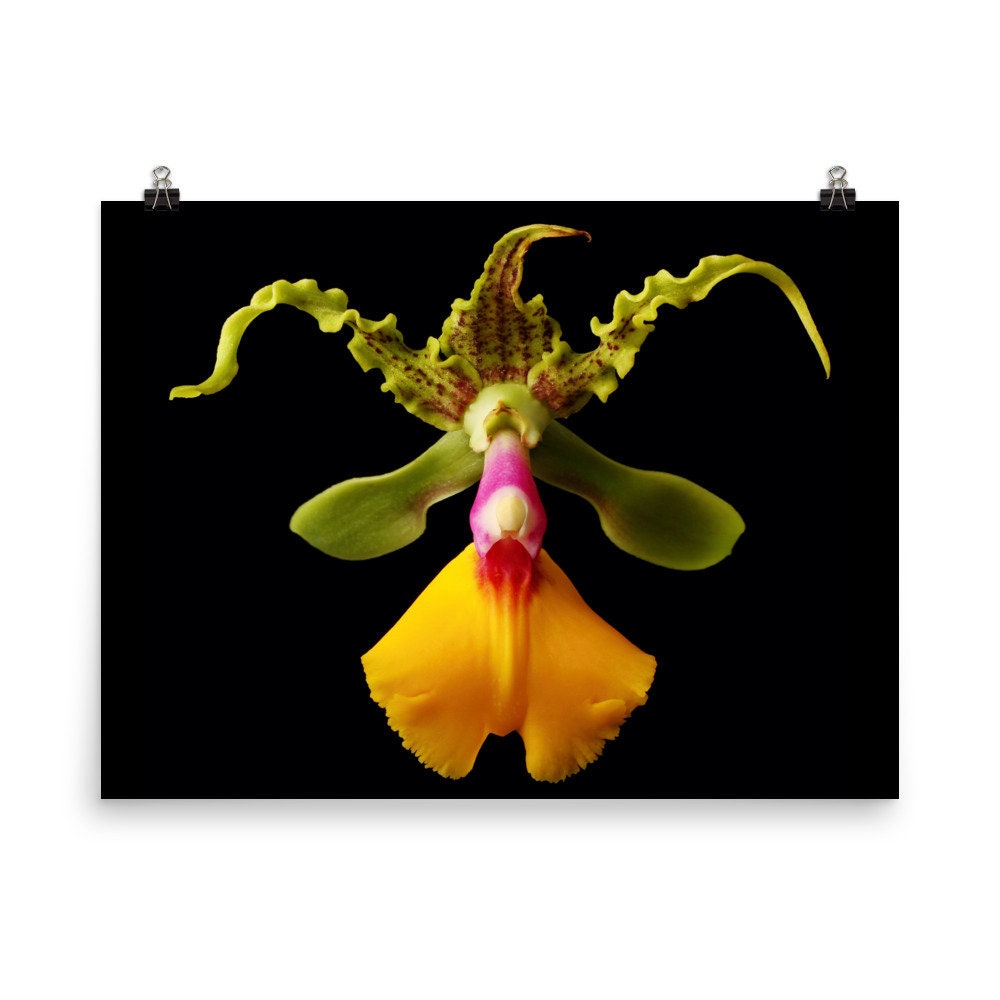Print Of: Vonflora Alien Orchid Print Dendrobium Spectabile Orchid Wall ...