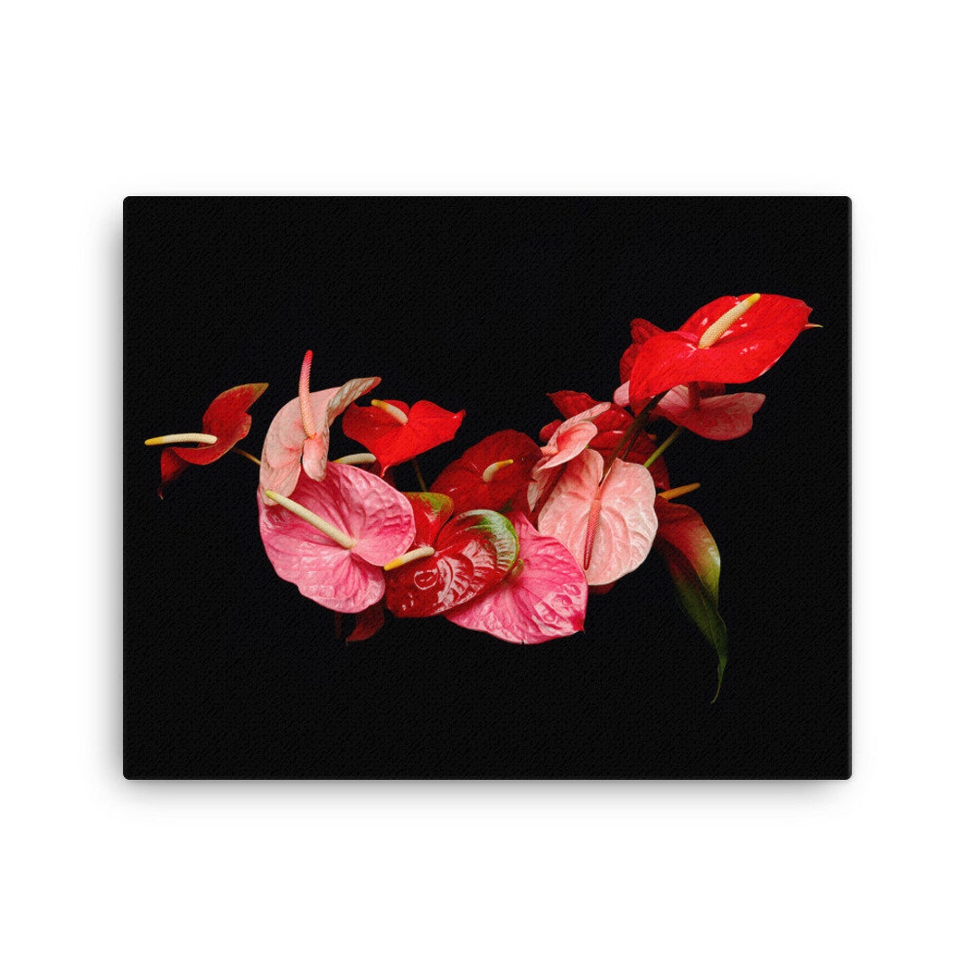Print Of: Red Anthurium Canvas Print Anthurium Wall Art Anthurium ...