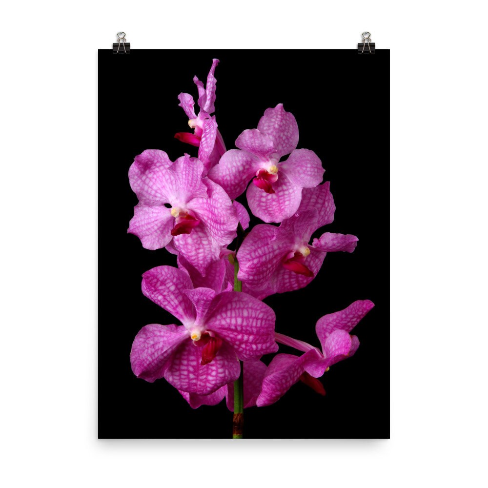 Print Of: Vanda Orchid Print Pink Vanda Poster Photo Wall Art - Etsy