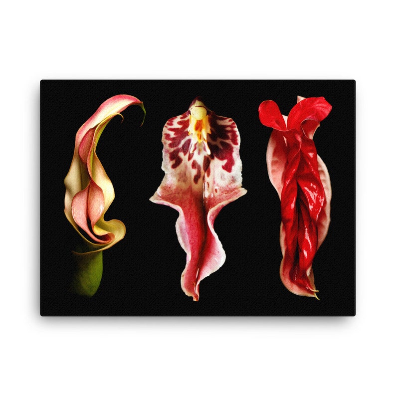 Vonflora Eroflowers Anthurium Canvas Print Anthurium Flower Calla Lily ...