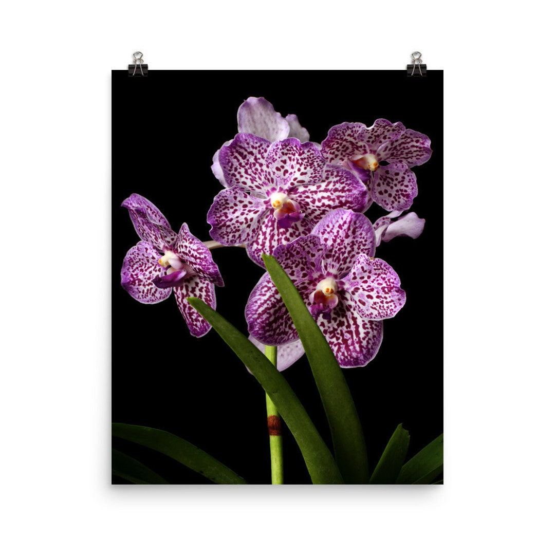 Print Of: Vanda Orchid Print Vanda Poster Photo Wall Art - Etsy