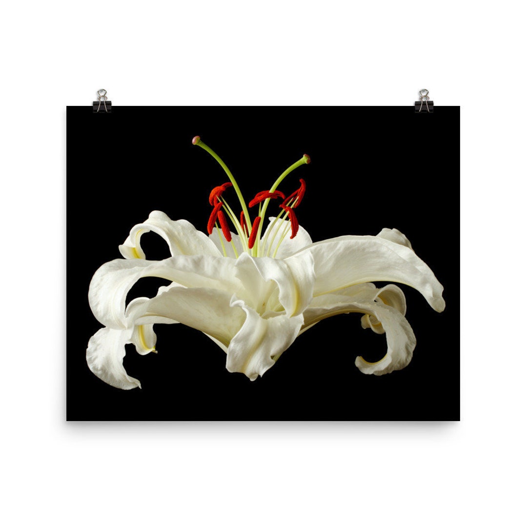 Print Of: Vonflora White Lily Print Lily Flower Wall Art Lily Poster ...